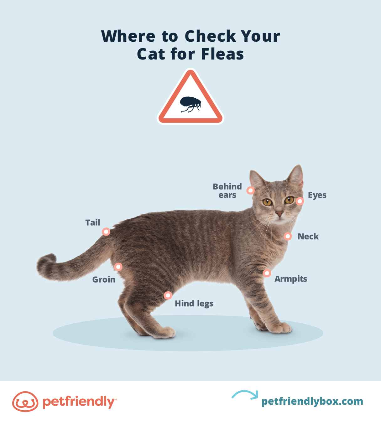 Flea Bites On Cats